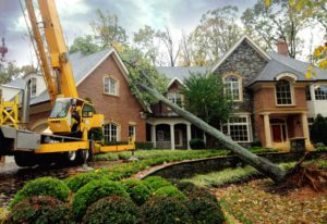 Lee's Tree Service – Professional Tree Services Since 1991